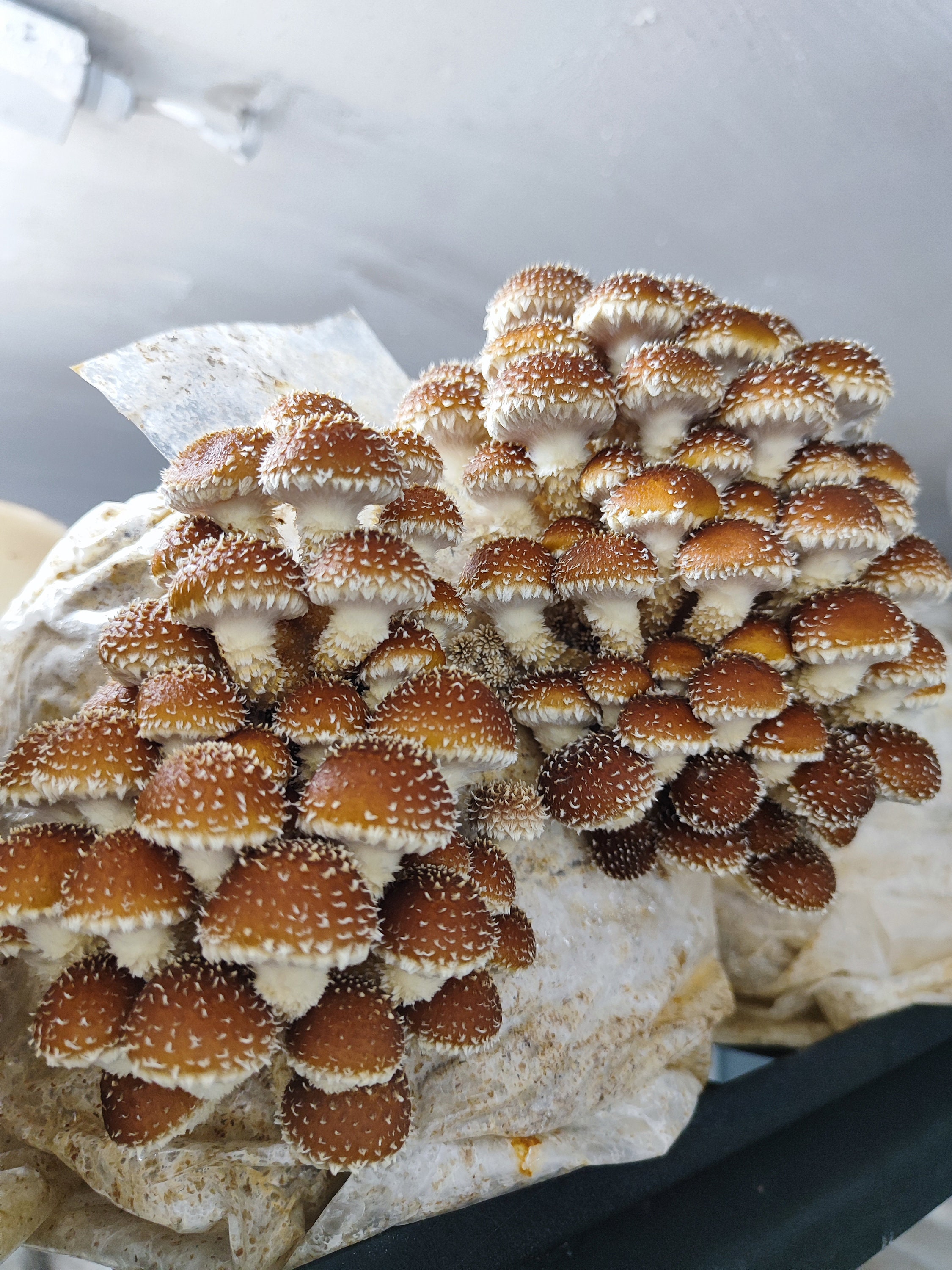 Mushroom Substrate Block Grow Kit Shiitake, Oyster Mushroom, Herb ...