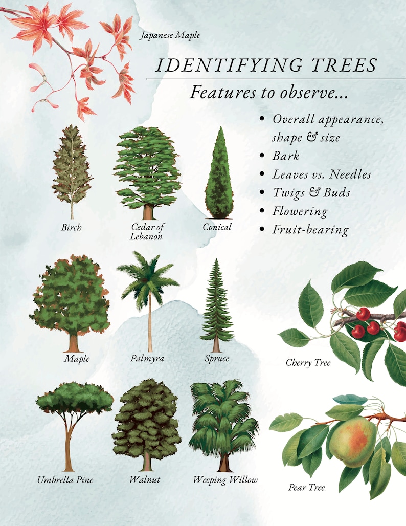 PDF Plant Nature Journal Charlotte Mason Classical Education Science ...