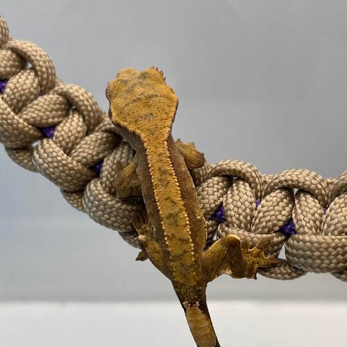 Extra Wide Paracord Crested Gecko Reptile Vine / Climbing Rope - Etsy