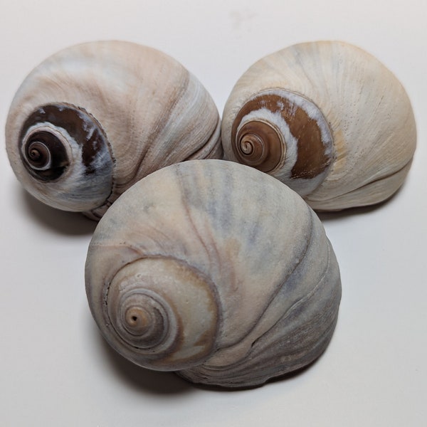 Moon Snail - Etsy