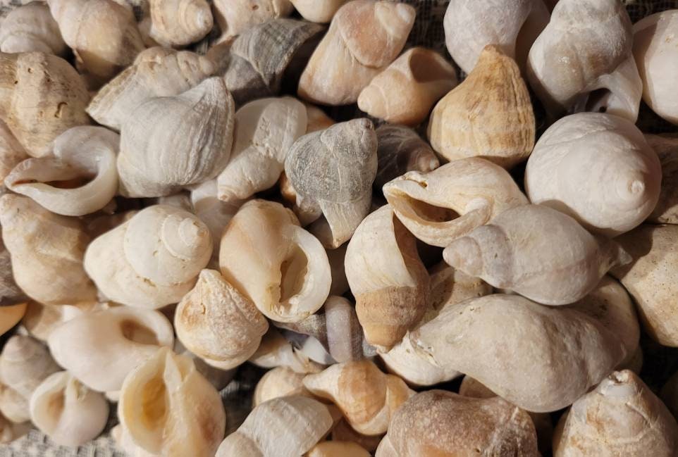 120 Sea Snail Shells/ Small Shells/craft Shells With Muriatic - Etsy Canada