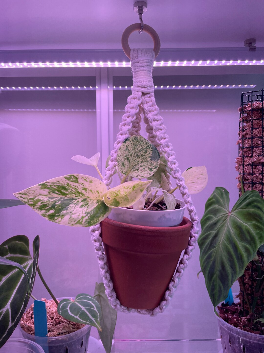 Mini Tassel Free Ikea Greenhouse Macrame Hanger, Plant Cabinet Decor ...