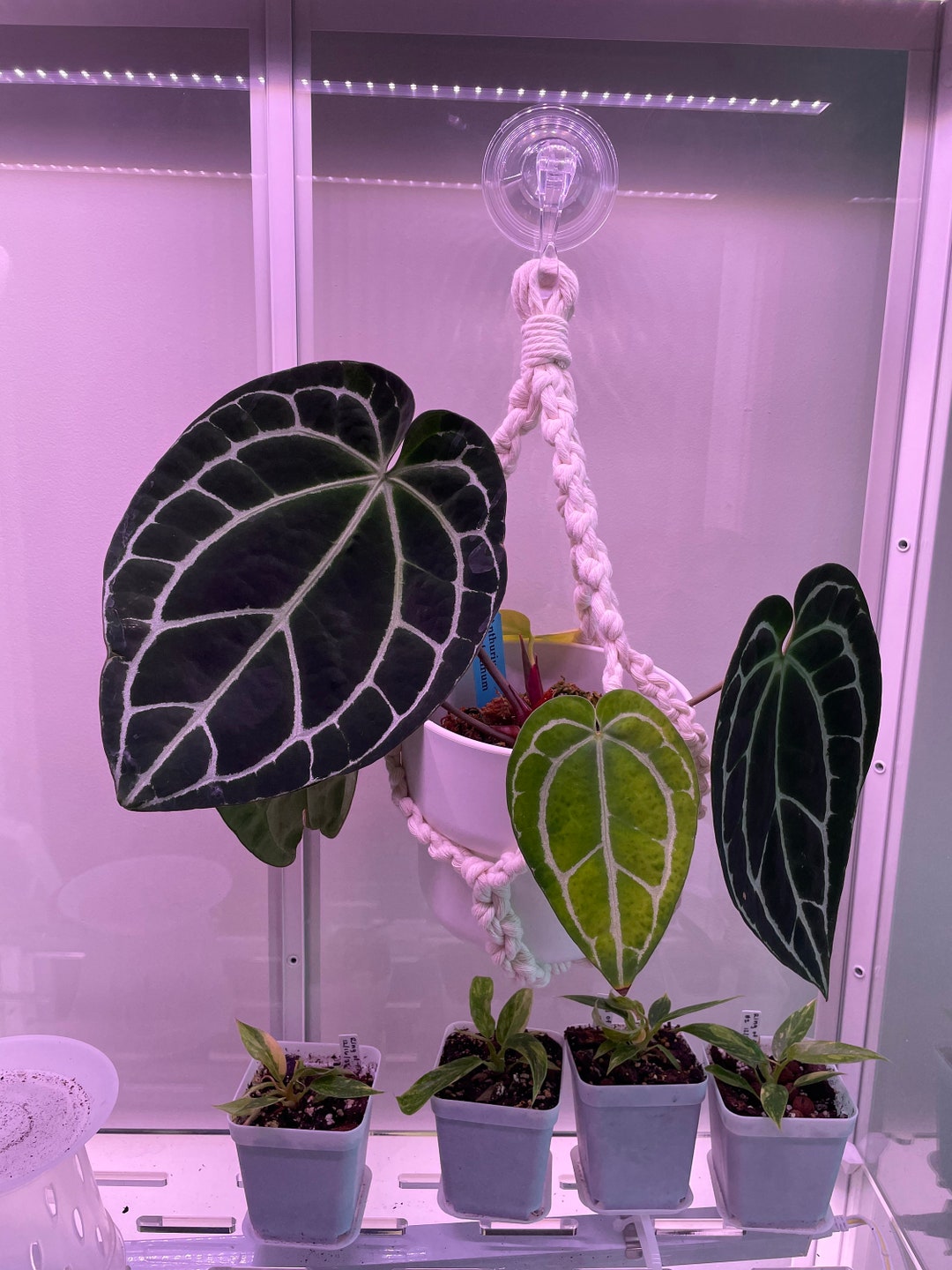 Tassel Free Ikea Greenhouse Minimalistic Macrame Plant Hanger, IKEA ...