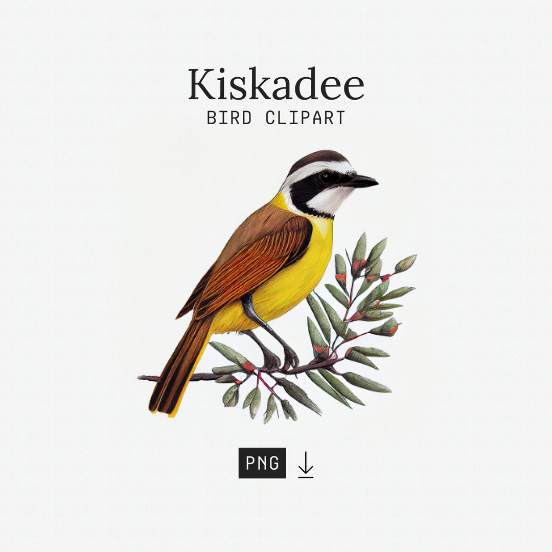 Kiskadee Bird Art Illustration Clipart Image Individual - Etsy