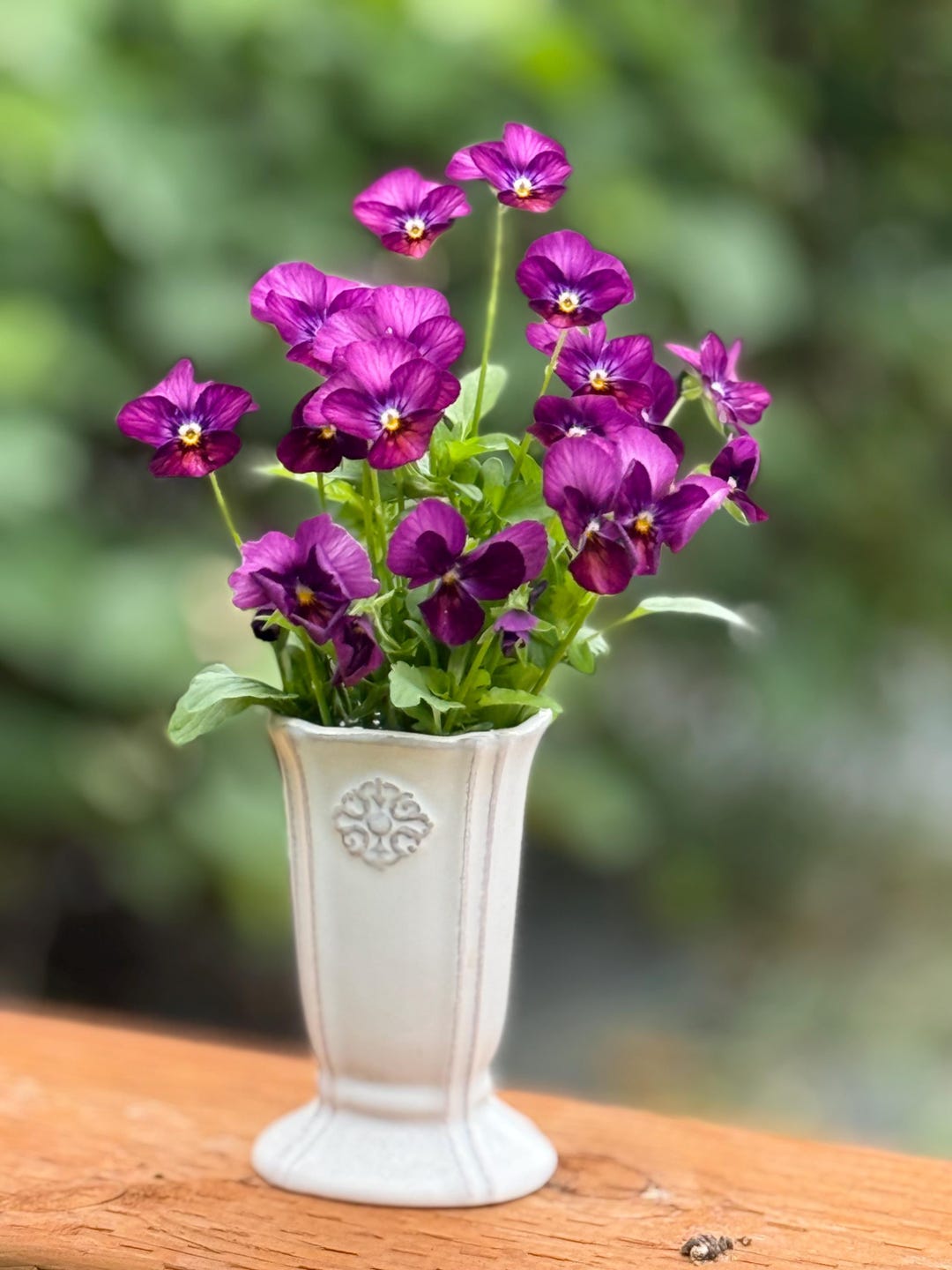 Plum Antique Viola Seeds – Edible Garden Flower, 50 Seed Packet - Etsy