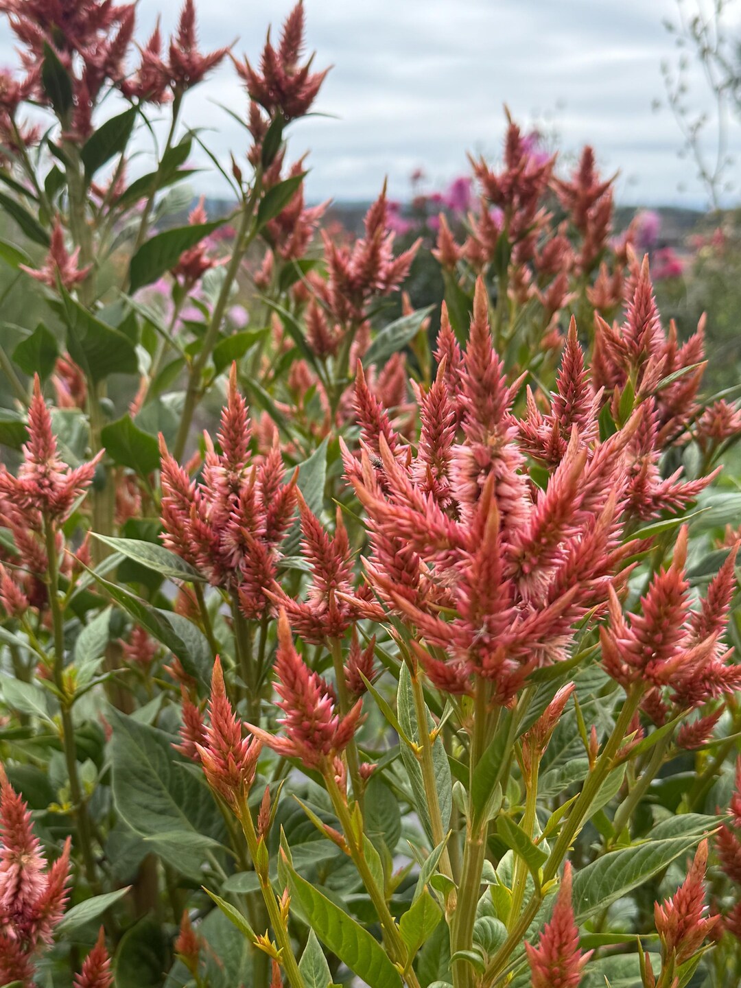 Celosia Terracotta Seeds - Etsy