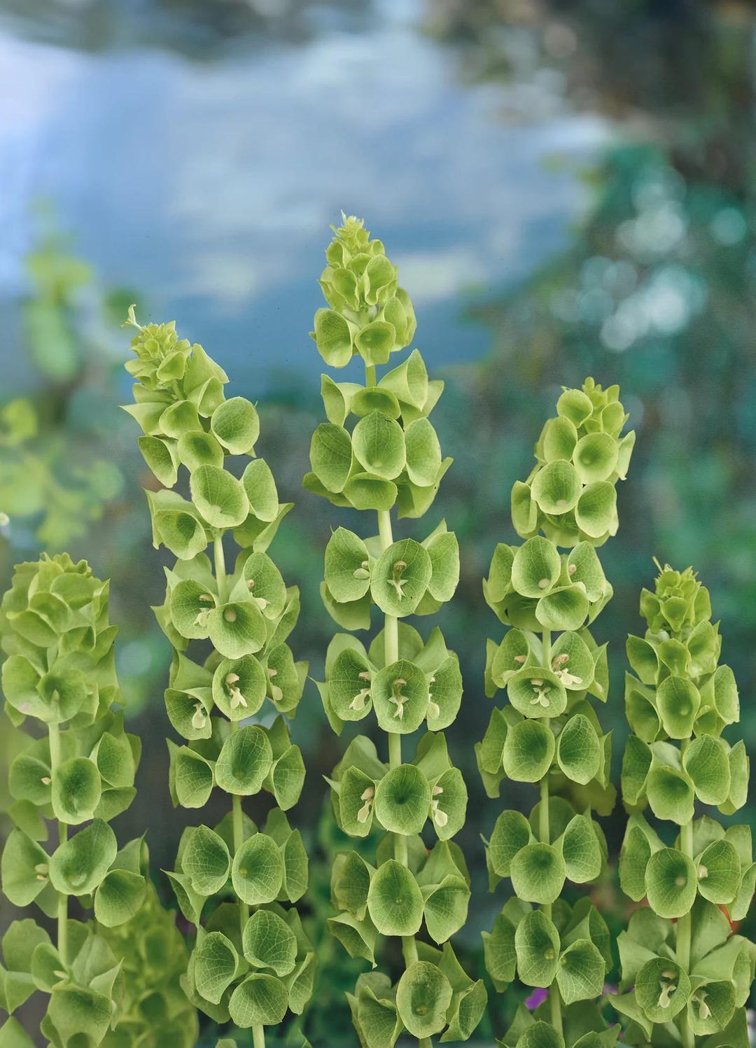 Bells of Ireland Seeds - Etsy