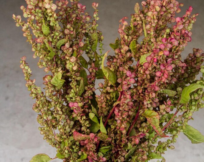 Orach Ruby Gold Seeds *40 Seeds per Pack* - Etsy