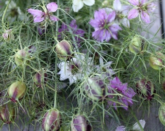 40 Nigella Transformer Love-in-a-mist Seeds - Etsy
