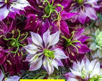Love in A Mist Seeds, 5 Color Mix, Unusual Seed Pod, Nigella Damascena ...