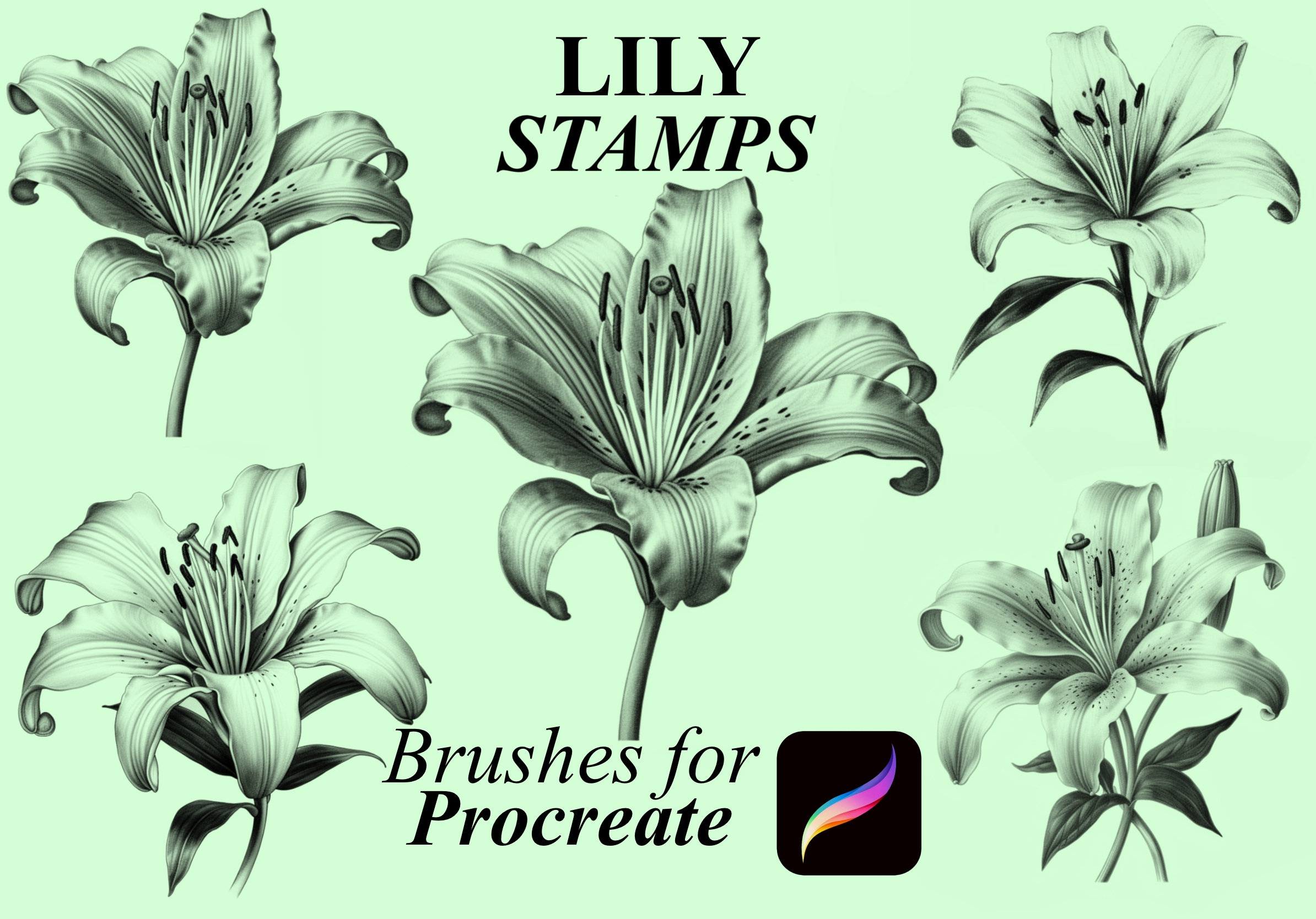 60+ Digital Lily Stamps for Procreate - Etsy