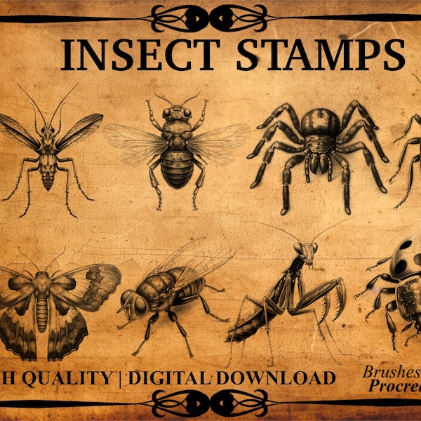 Insect Illustration - Etsy