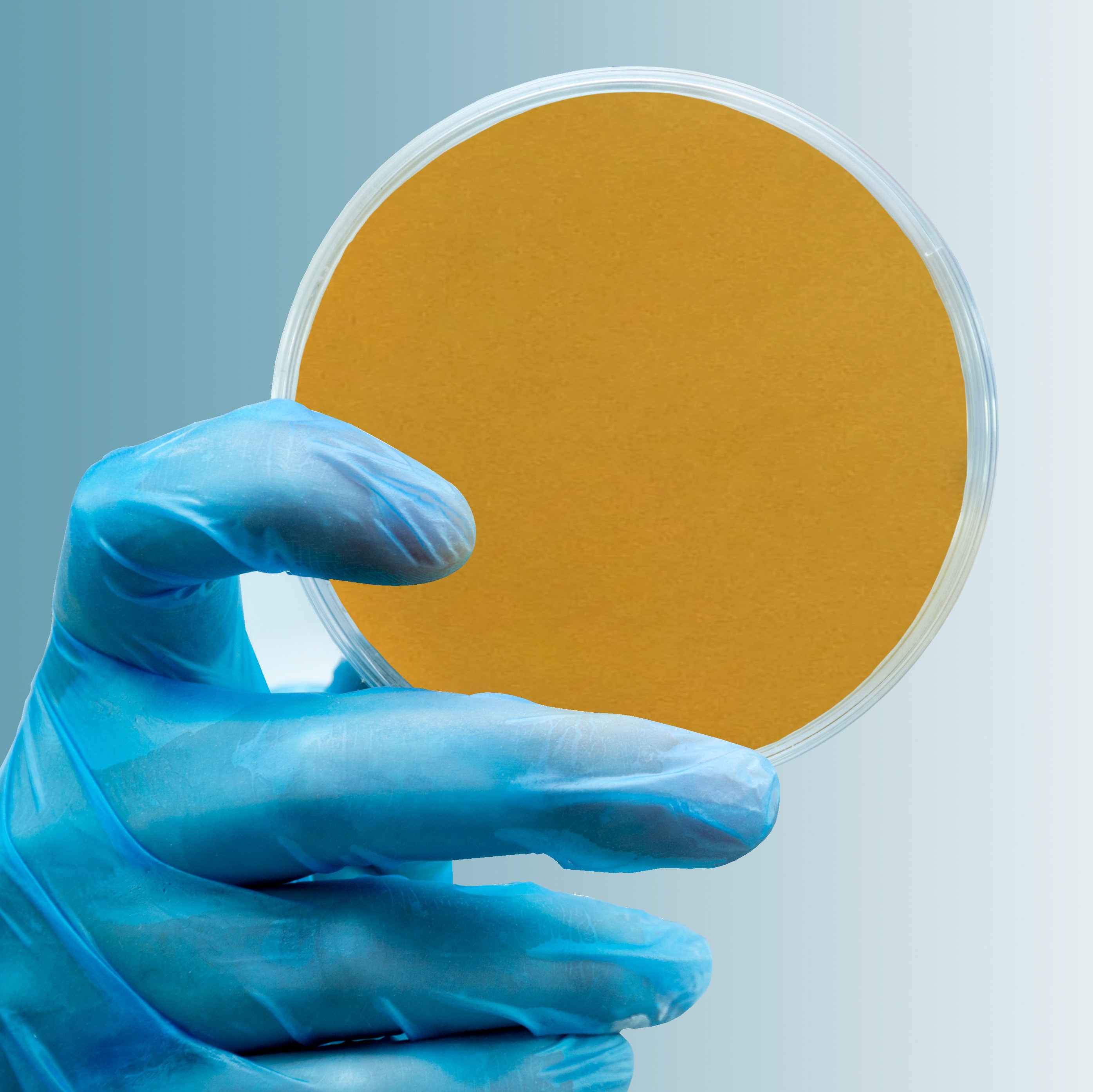 Agar Agar Buy Potato Dextrose Agar Plates - Evviva Sciences - Prepoured ...