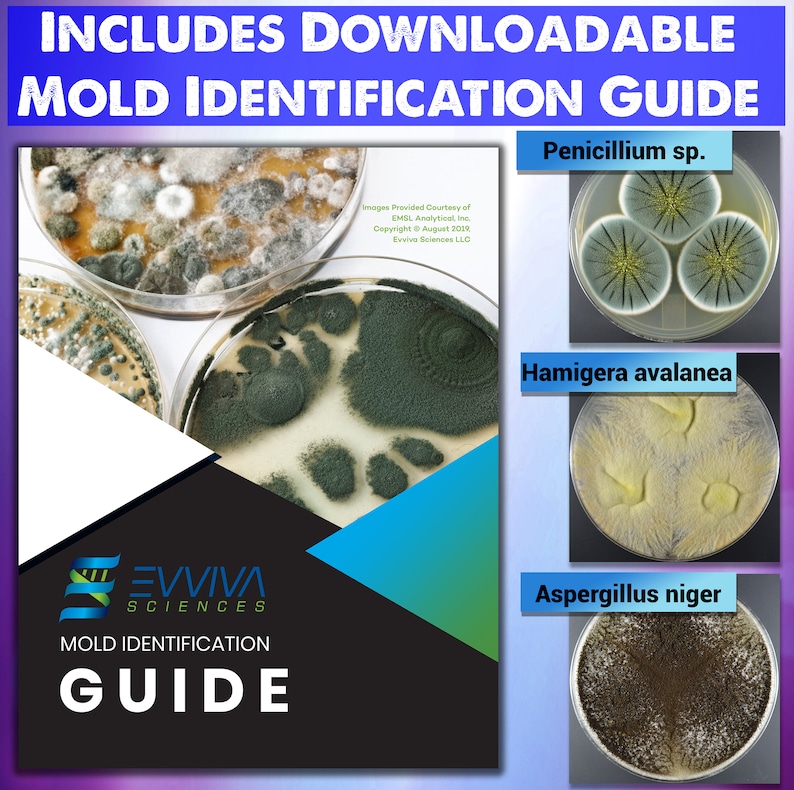 5 Simple Mold Detection Tests - Optional Lab Analysis - Test HVAC ...