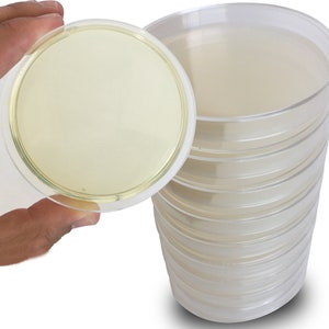 Petri Dishes With Agar Jelly Clear Malt Extract Agar Plates - 10 Pack ...