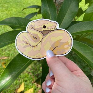 Banana Ball Python Stickers - Etsy