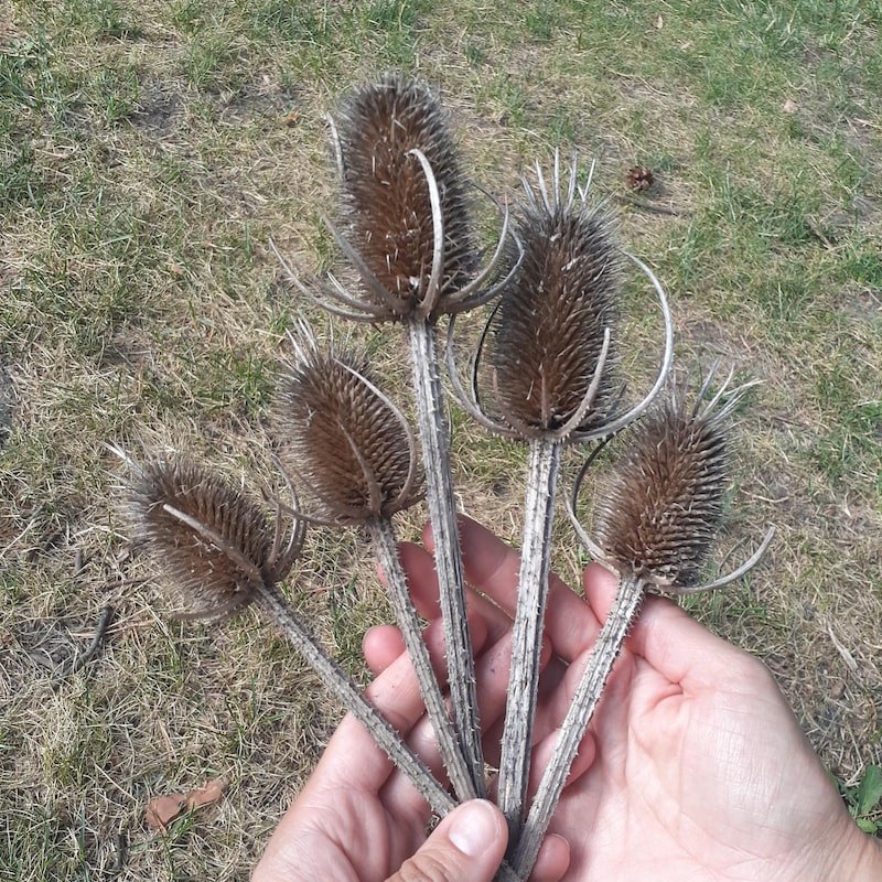 Teasel - Etsy
