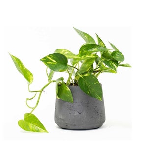 Ivy Pathos House Plant - Etsy