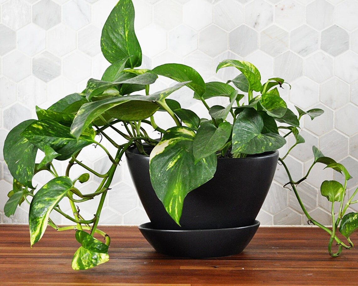 Ivy Pathos House Plant - Etsy