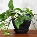 Ivy Pathos House Plant - Etsy
