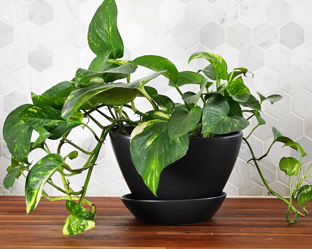 Ivy Pathos House Plant - Etsy