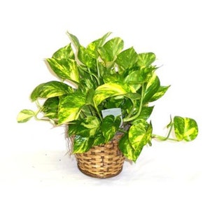 Ivy Pathos House Plant - Etsy