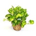 Ivy Pathos House Plant - Etsy