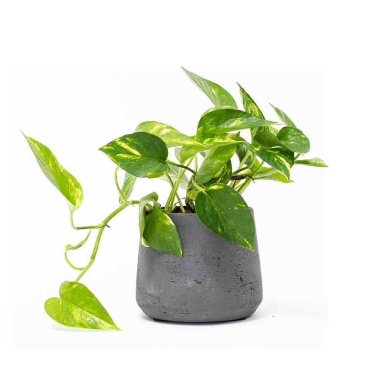 Ivy Pathos House Plant - Etsy