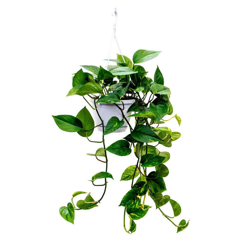 Ivy Pathos House Plant - Etsy
