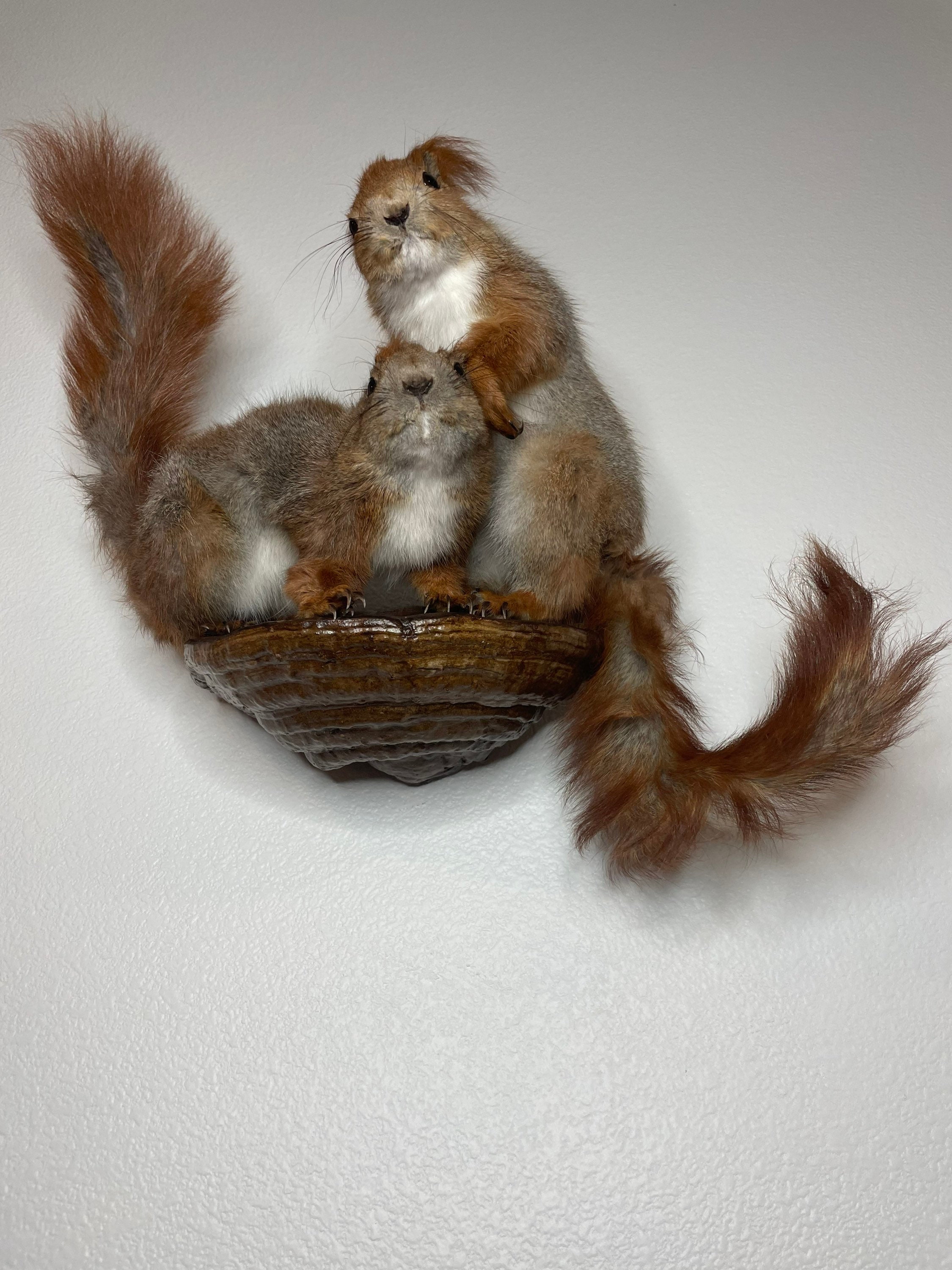 Piebald Fox Squirrel