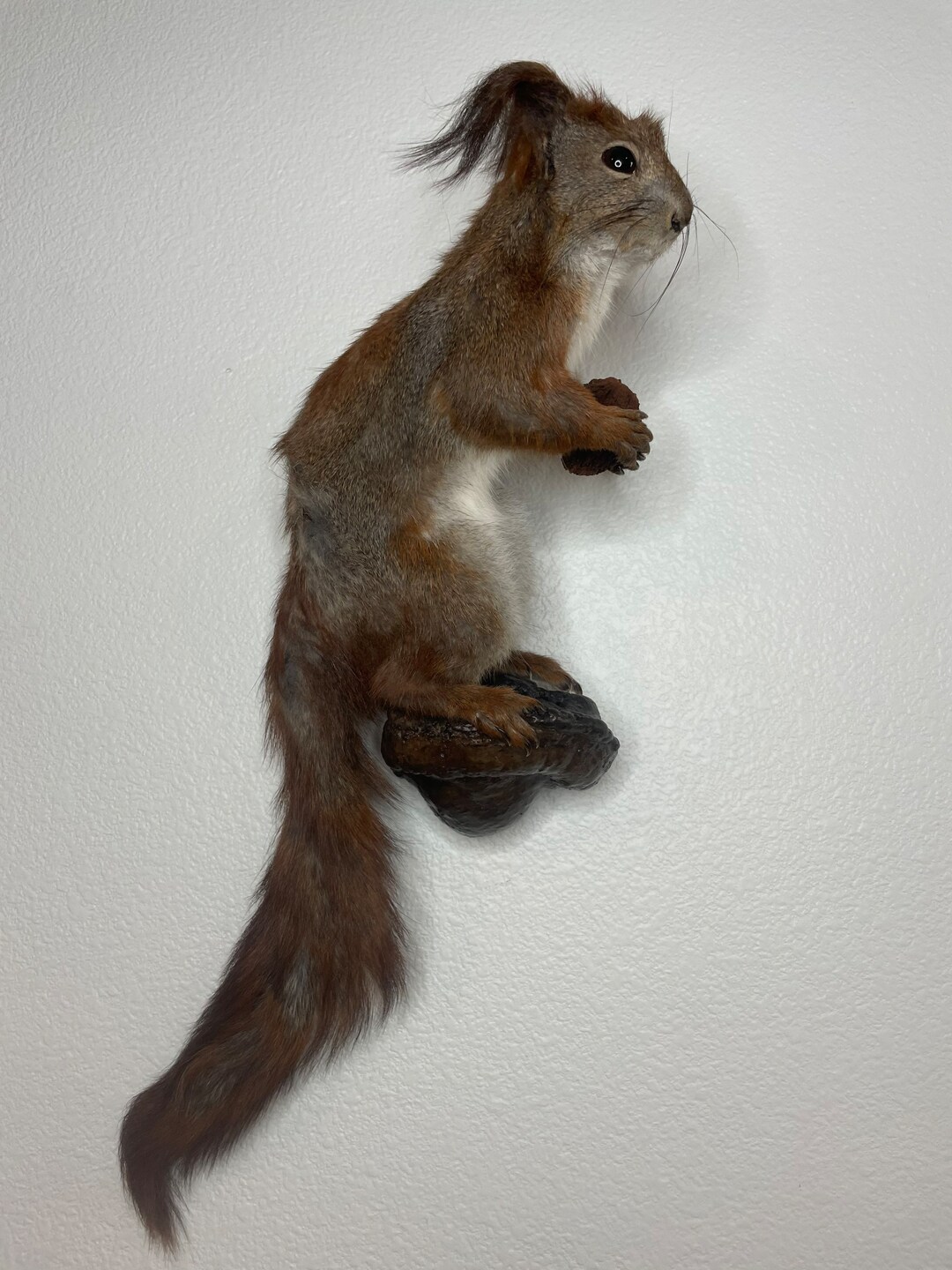 Rare Shoulder Mount Taxidermy Ukrainian Squirrel - Etsy