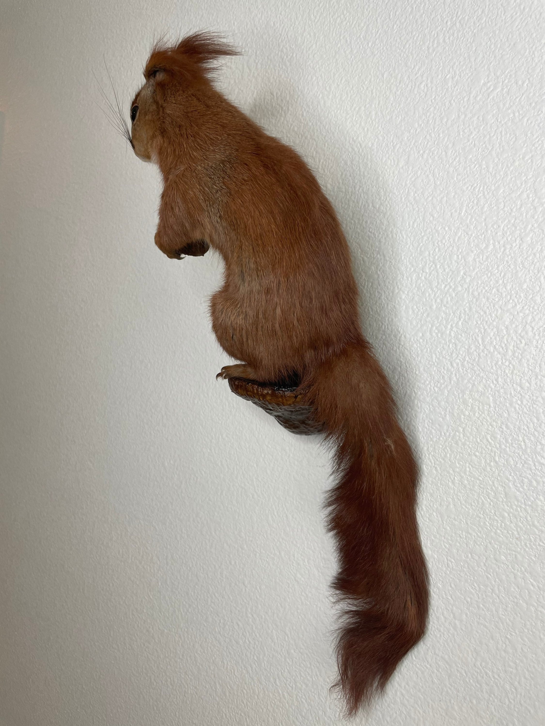 Rare Shoulder Mount Taxidermy Ukrainian Squirrel - Etsy
