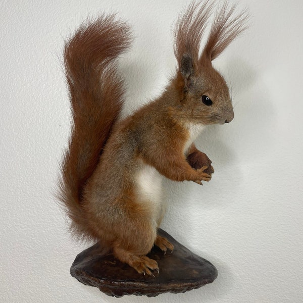 Taxidermy Squirrel - Etsy