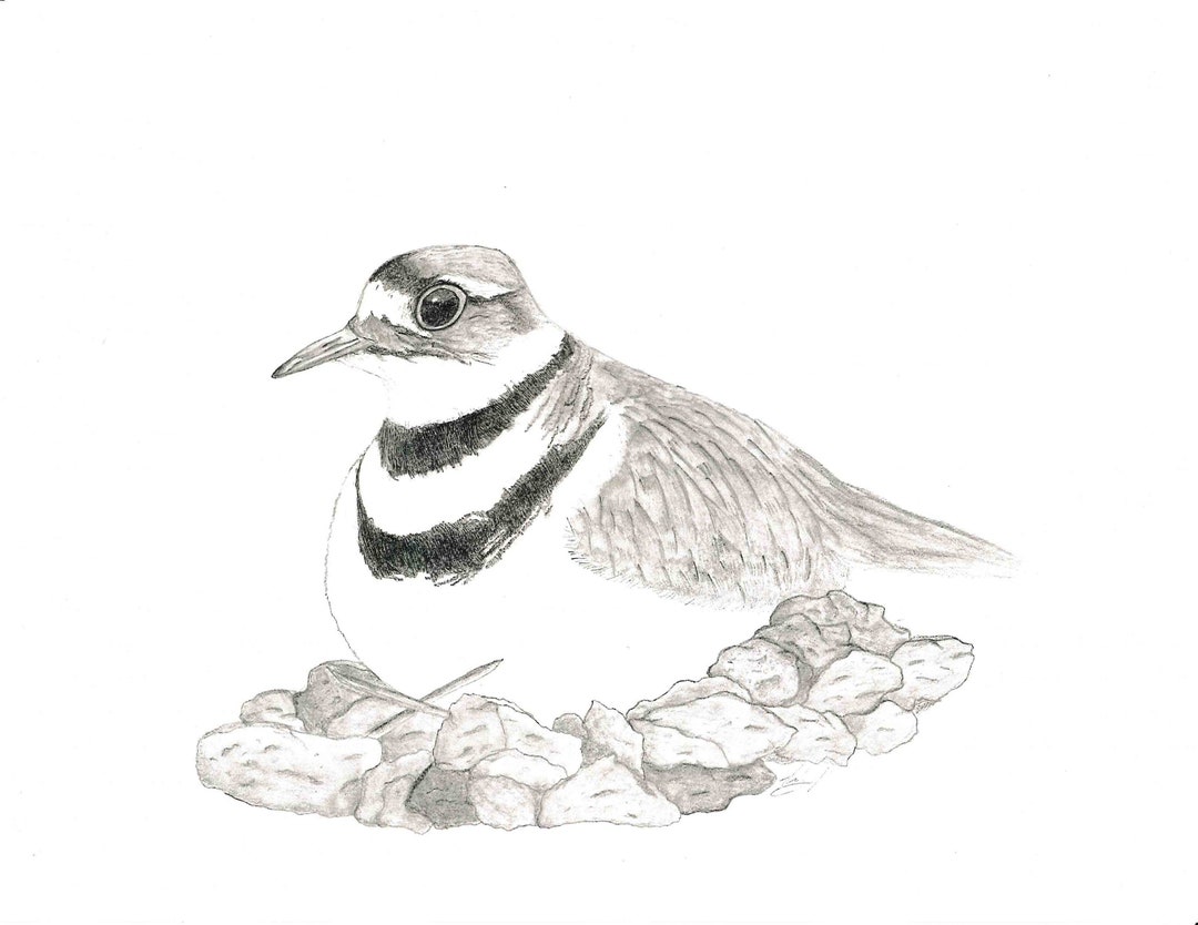 Killdeer - Print - Etsy