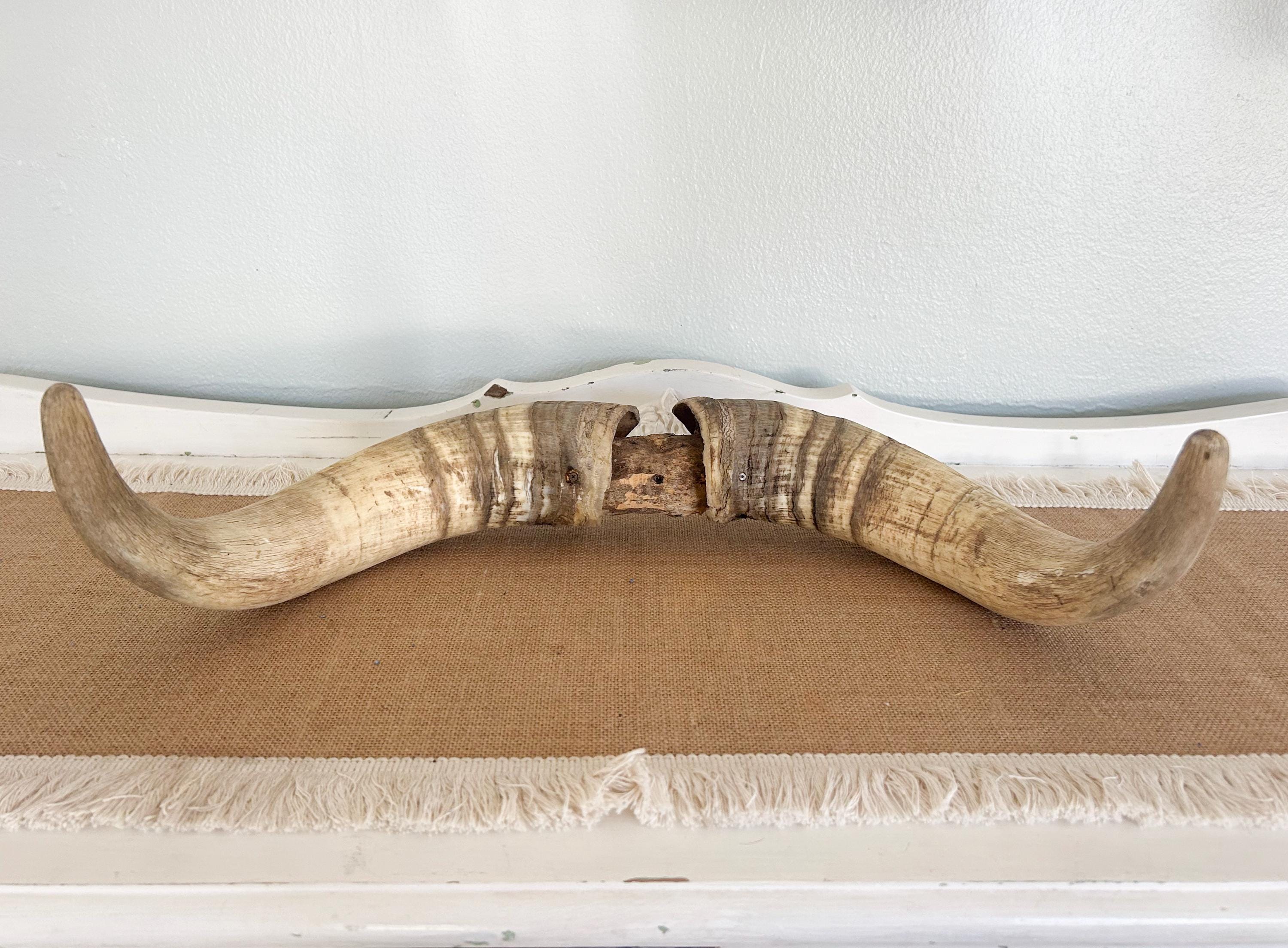 Vintage Western Bull Horns, Mounted Longhorns, Rustic Decor, Farmhouse ...