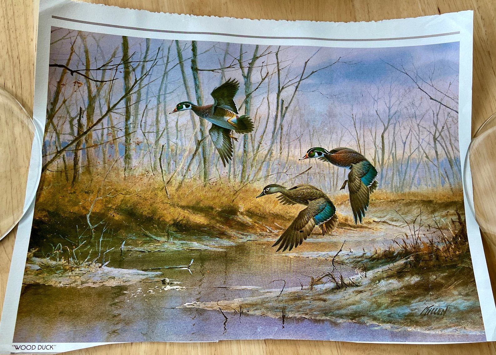 James H. Killen "wood Duck" Frameable Print, 13 In. X 9.5 In. - Etsy
