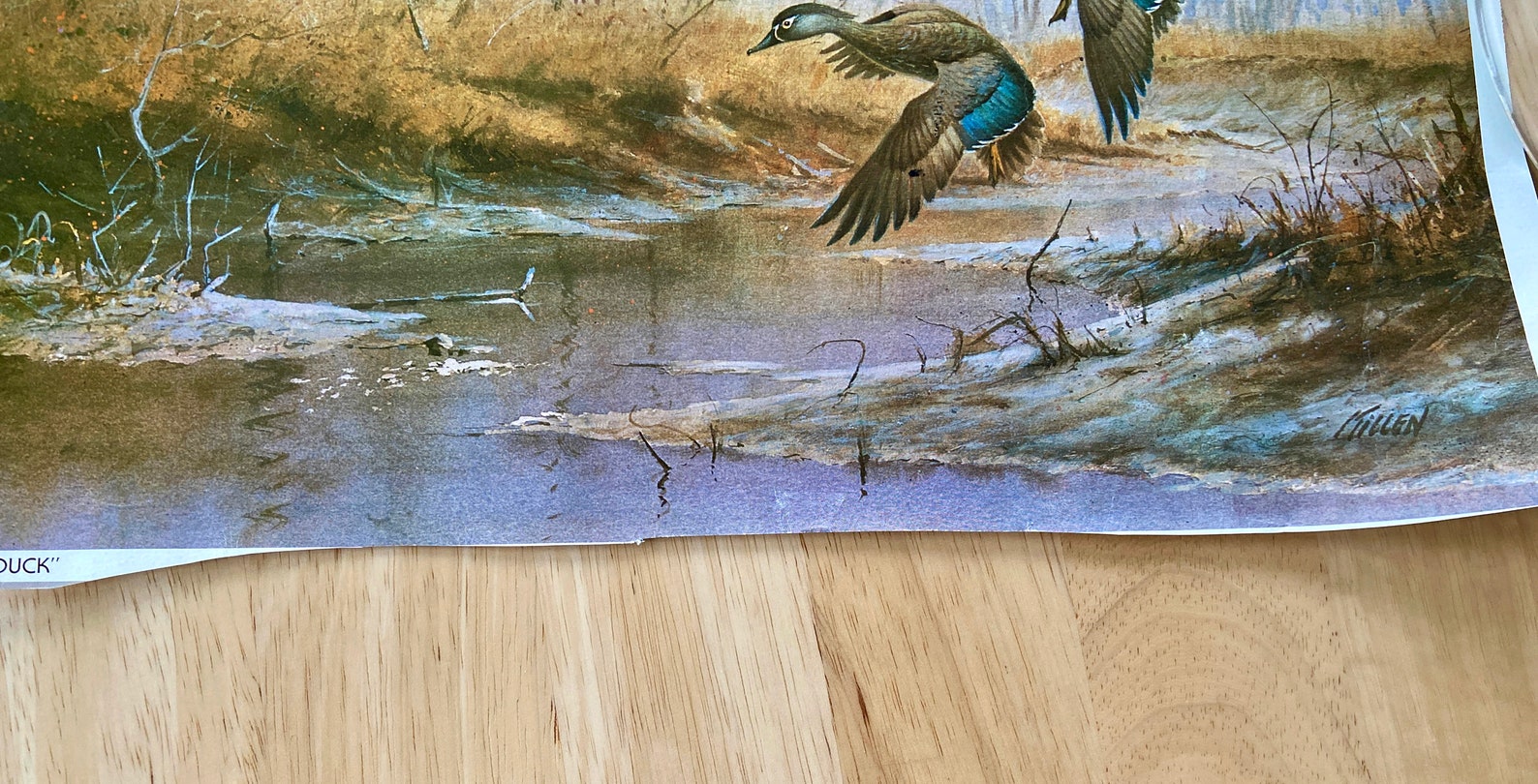 James H. Killen "wood Duck" Frameable Print, 13 In. X 9.5 In. - Etsy