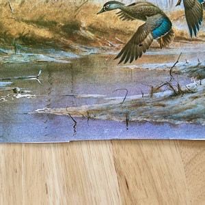 James H. Killen "wood Duck" Frameable Print, 13 In. X 9.5 In. - Etsy