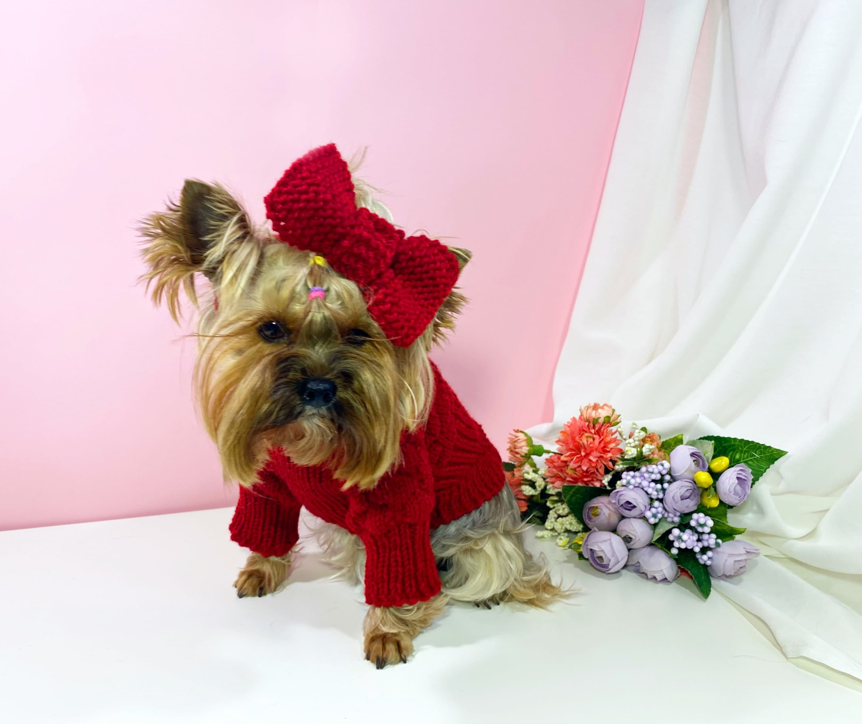 Cute Yorkie In Clothes