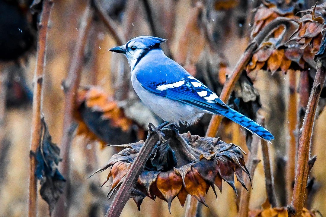 Blue Jay in the Sunflowers 10x15 Deep Matte Print - Etsy