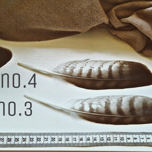 One Hawk Feather, Buzzard Feather, Raptor Bird of Prey Wing Feather ...