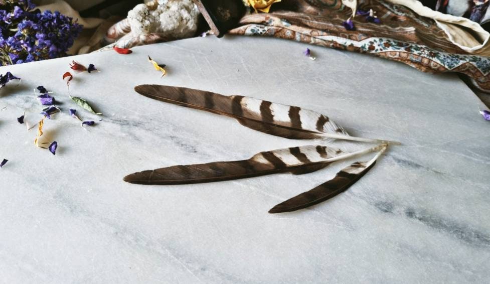Sparrowhawk Wing Feather, Set of 3, Hawk Wing Feathers, Bird of Prey ...