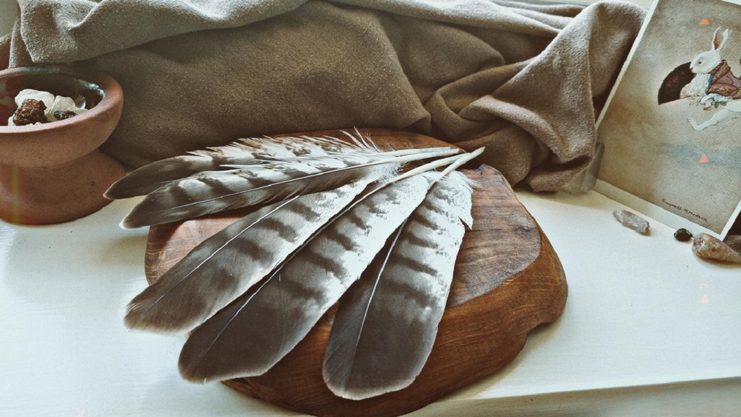 One Hawk Feather, Buzzard Feather, Raptor Bird of Prey Wing Feather ...