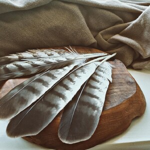 One Hawk Feather, Buzzard Feather, Raptor Bird of Prey Wing Feather ...