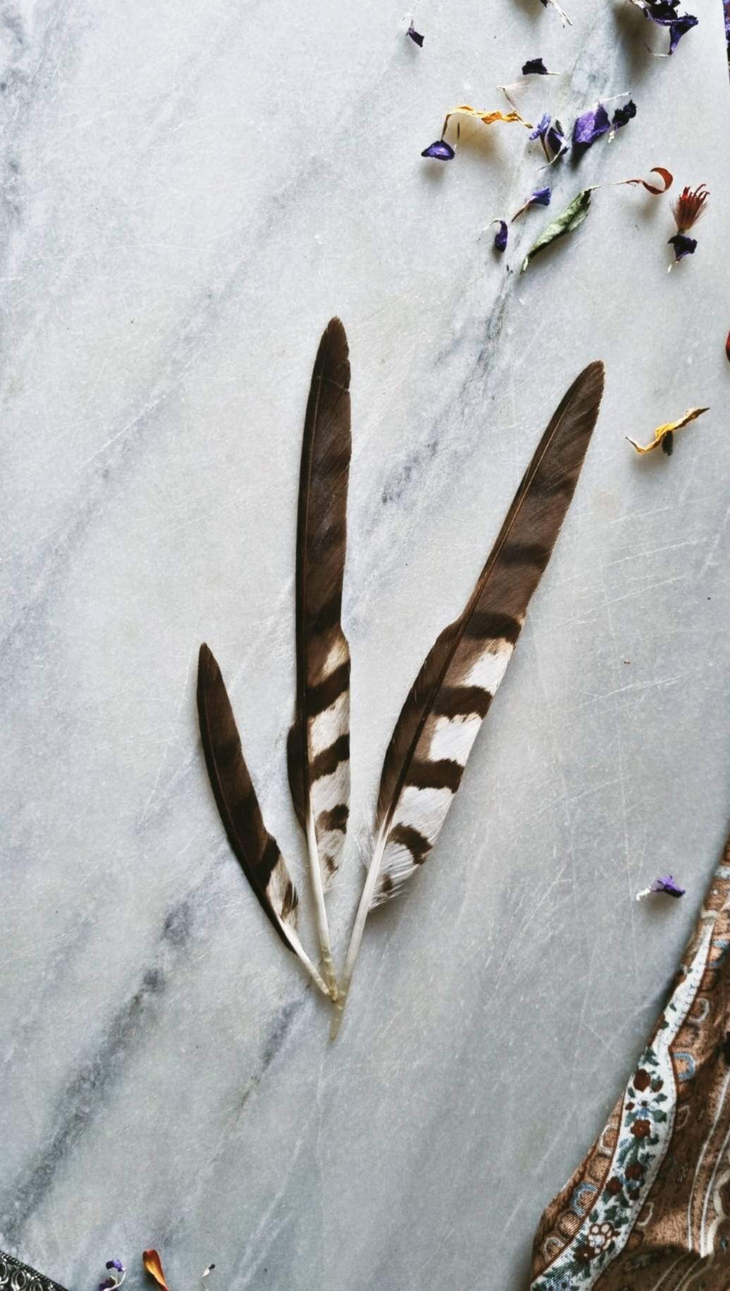 Sparrowhawk Wing Feather, Set of 3, Hawk Wing Feathers, Bird of Prey ...