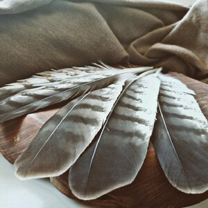 One Hawk Feather, Buzzard Feather, Raptor Bird of Prey Wing Feather ...