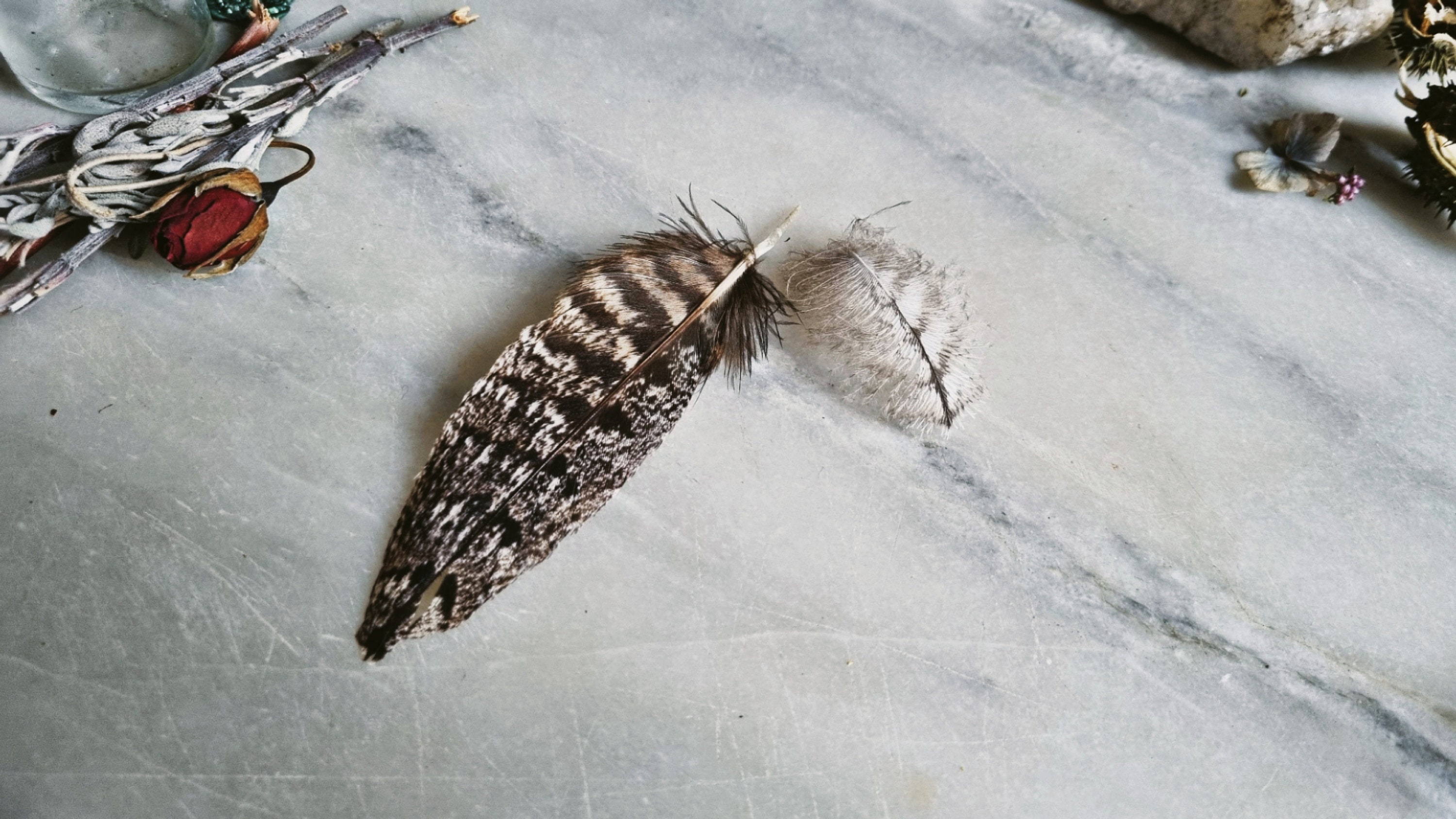 Tawny Frogmouth Feathers, Rare Night Hawk Feathers, Unique Feather, Set ...