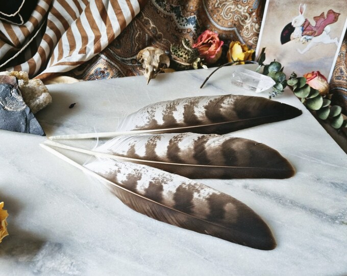 Hawk Wing Feather, Buzzard Feathers, Raptor Bird of Prey, Healing Tools ...