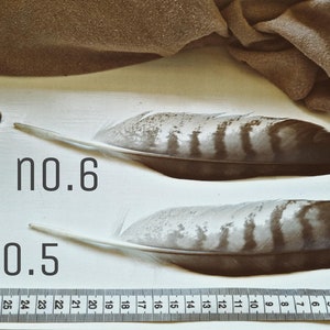 One Hawk Feather, Buzzard Feather, Raptor Bird of Prey Wing Feather ...