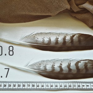 One Hawk Feather, Buzzard Feather, Raptor Bird of Prey Wing Feather ...